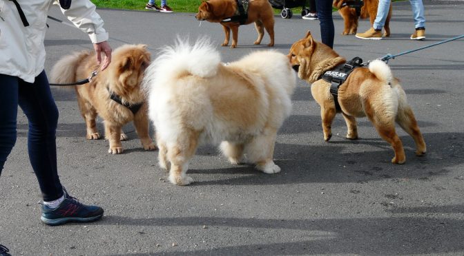 7 Octobre 2017: balade de Chôc au lac d’Acquigny | Chow au Coeur