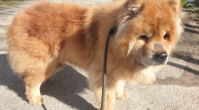 Chow au Coeur | Association d'entraide autour du Chow Chow