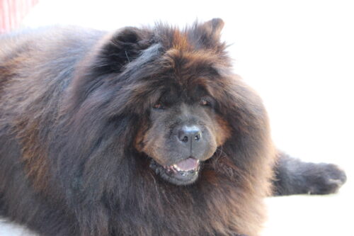 Coco Chanel | Chow au Coeur