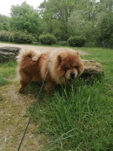 Simba, rebaptisé Simon | Chow au Coeur